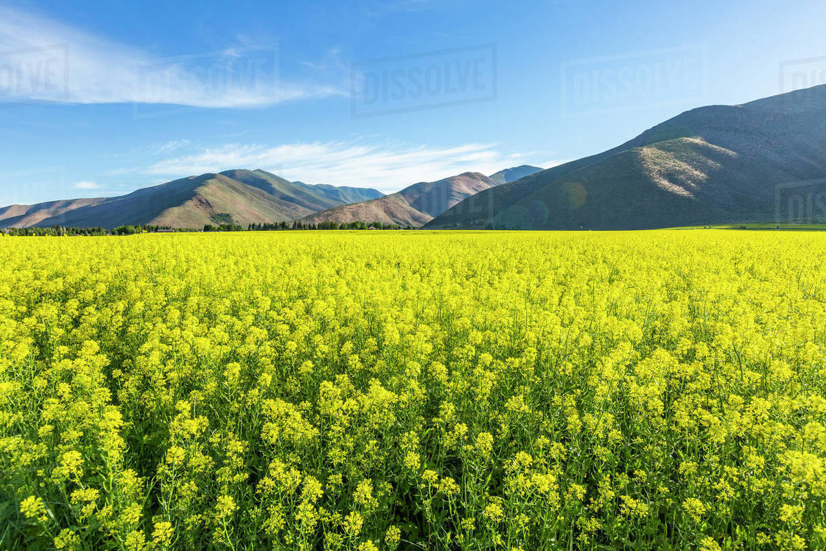 USA, Idaho, Sun Valley, Field of Mustard with hills behind - Royalty ...