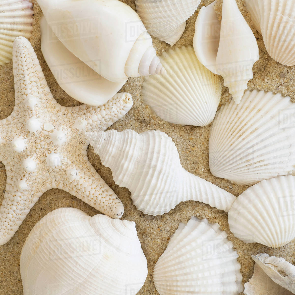 Studio shot of seashells - Royalty-free Stock Photo | Dissolve