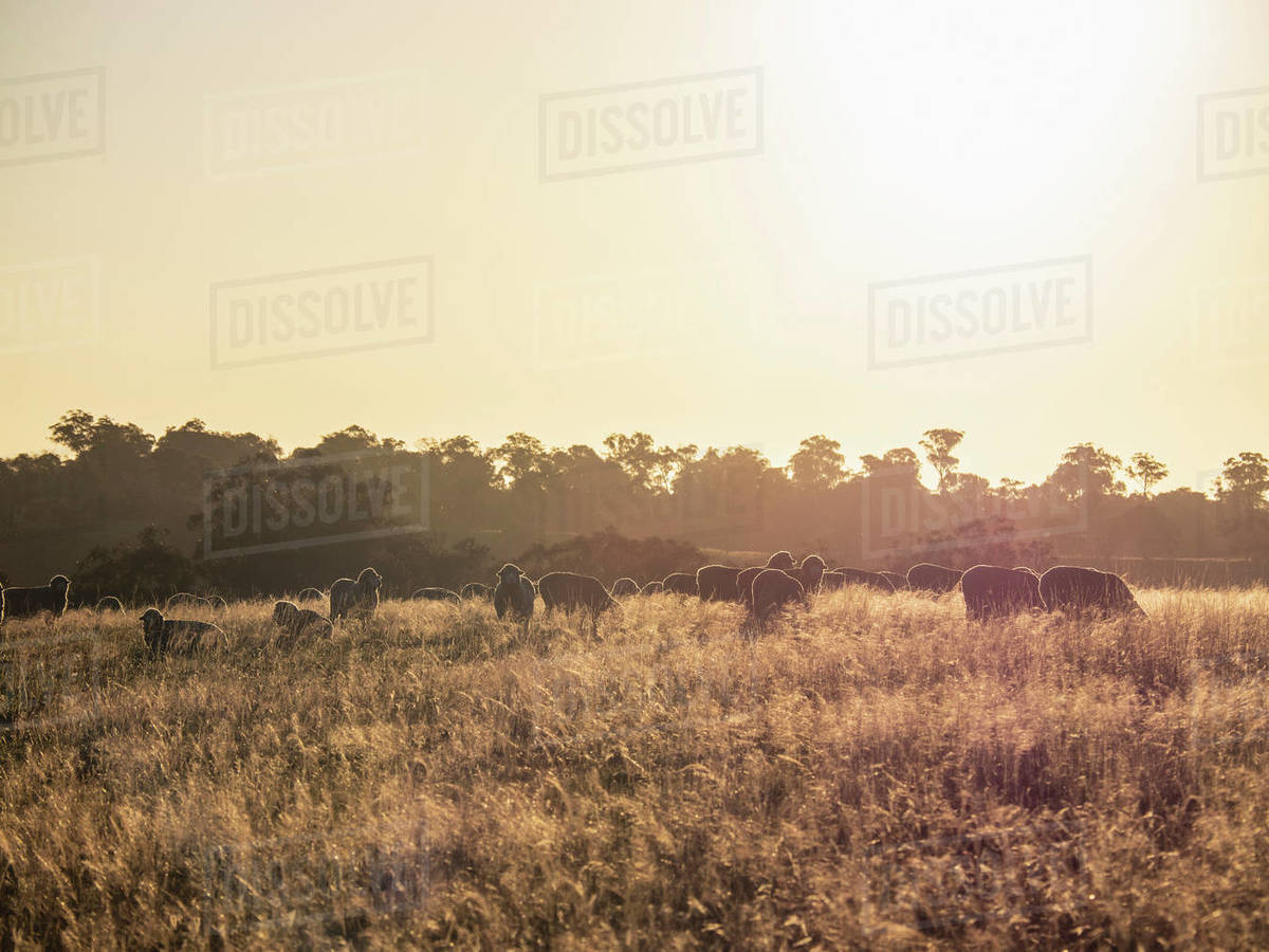Australia, New South Whales, Kandos, Sheep grazing at sunset - Royalty ...