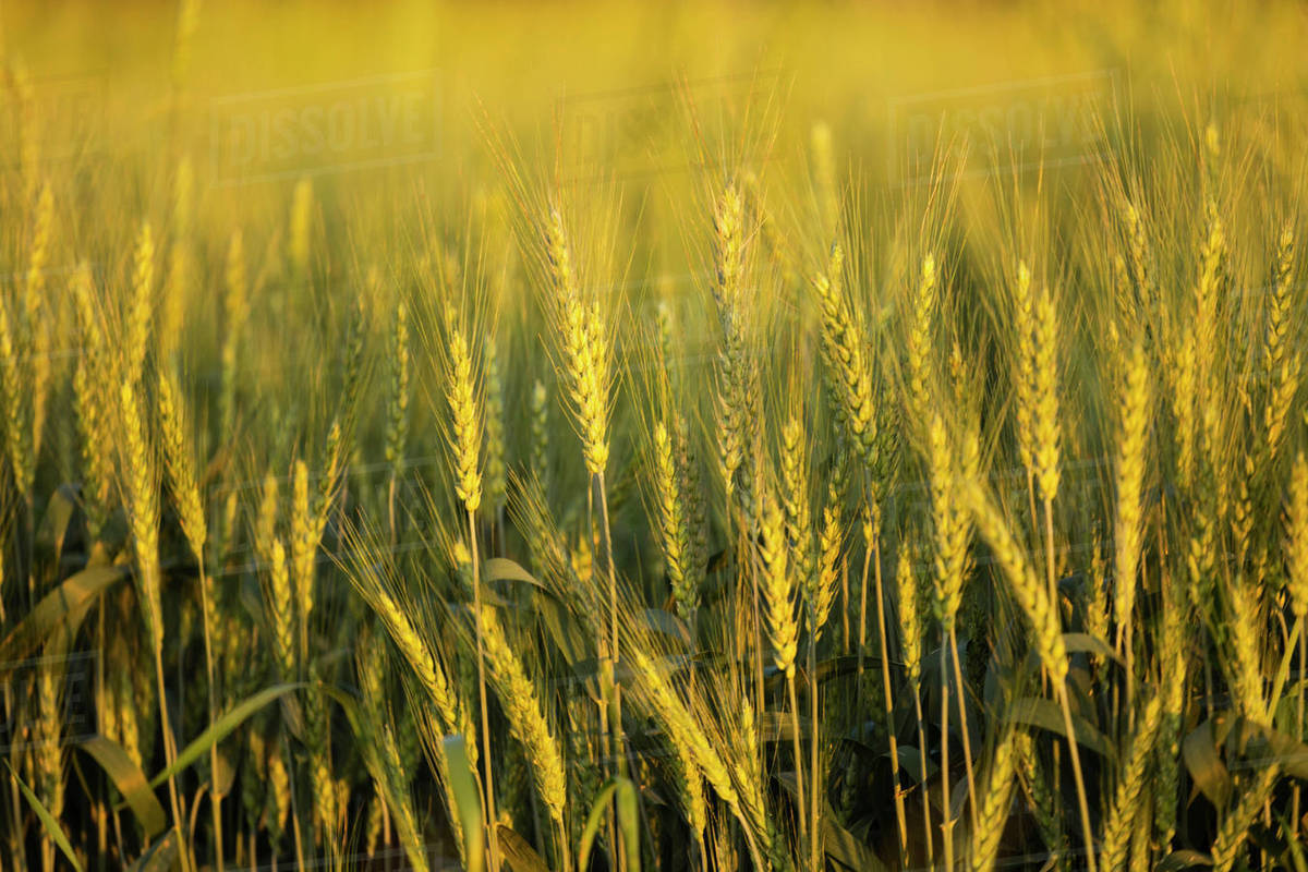 Wheat field - Royalty-free Stock Photo | Dissolve