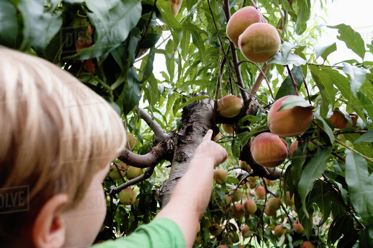 Rear view of boy reaching to pick peach from tree on fruit farm ...