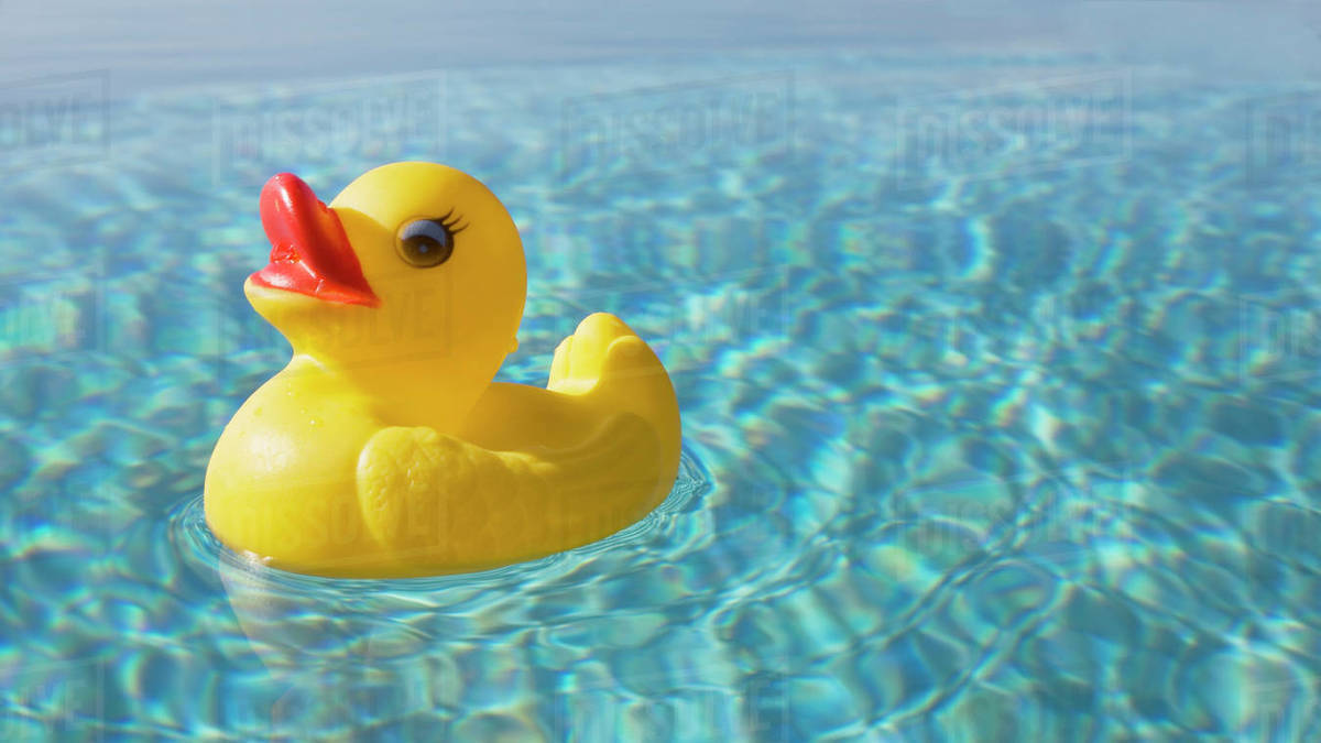 Rubber duck floating on calm water surface - Royalty-free Stock Photo ...