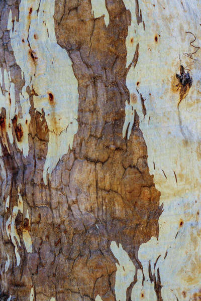 Close-up of textured tree trunk - Stock Photo - Dissolve