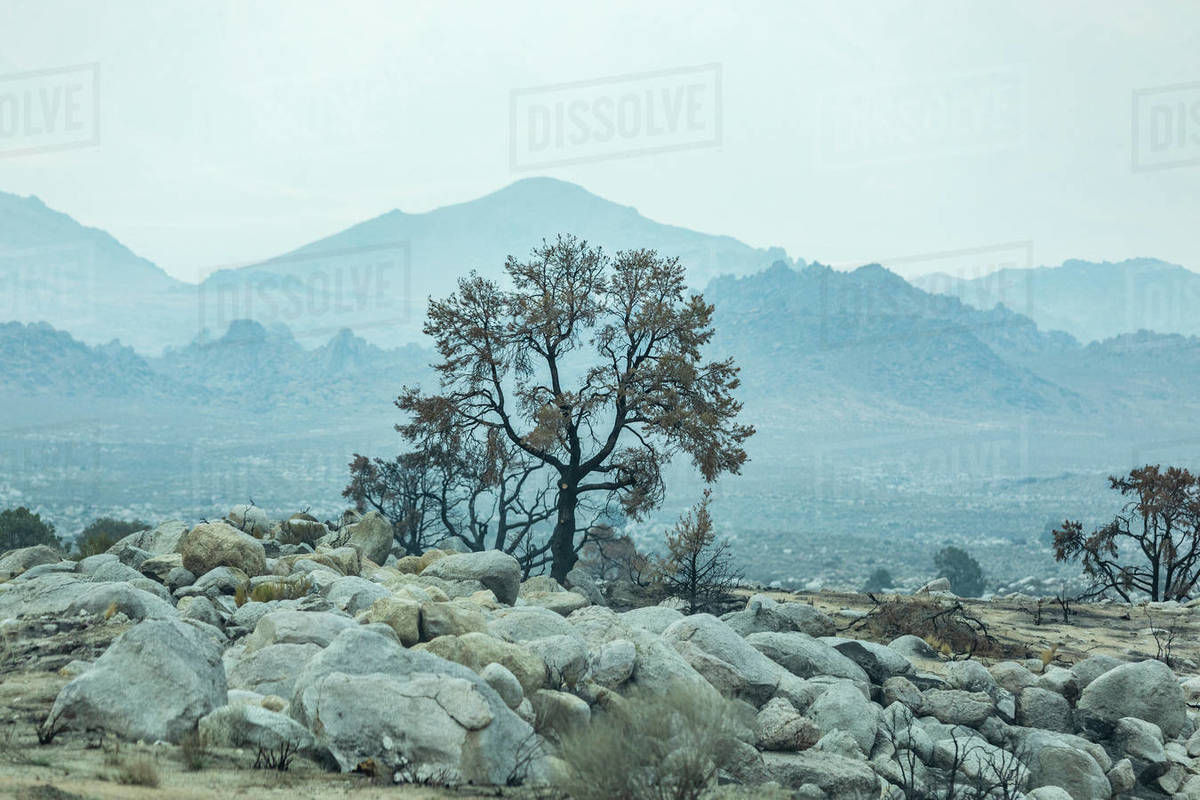 USA, California, Lone Pine, Burnt tree in Alabama Hills in Sierra ...