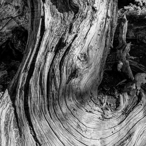 Weathered trunk of tree in Sawtooth National Forest - Stock Photo ...