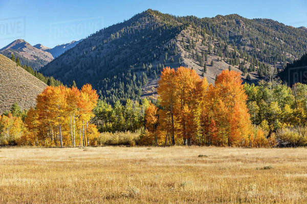 USA, Idaho, Sun Valley, Fall foliage - Royalty-free Stock Photo | Dissolve