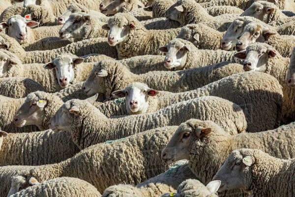 Flock of sheep in field ahead of Trailing of the Sheep Festival ...