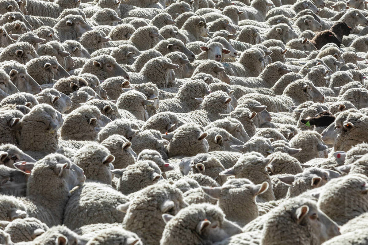Flock of sheep in field ahead of Trailing of the Sheep Festival ...