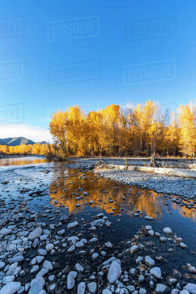 USA, Idaho, Bellevue, Big Wood River and yellow trees in Autumn ...