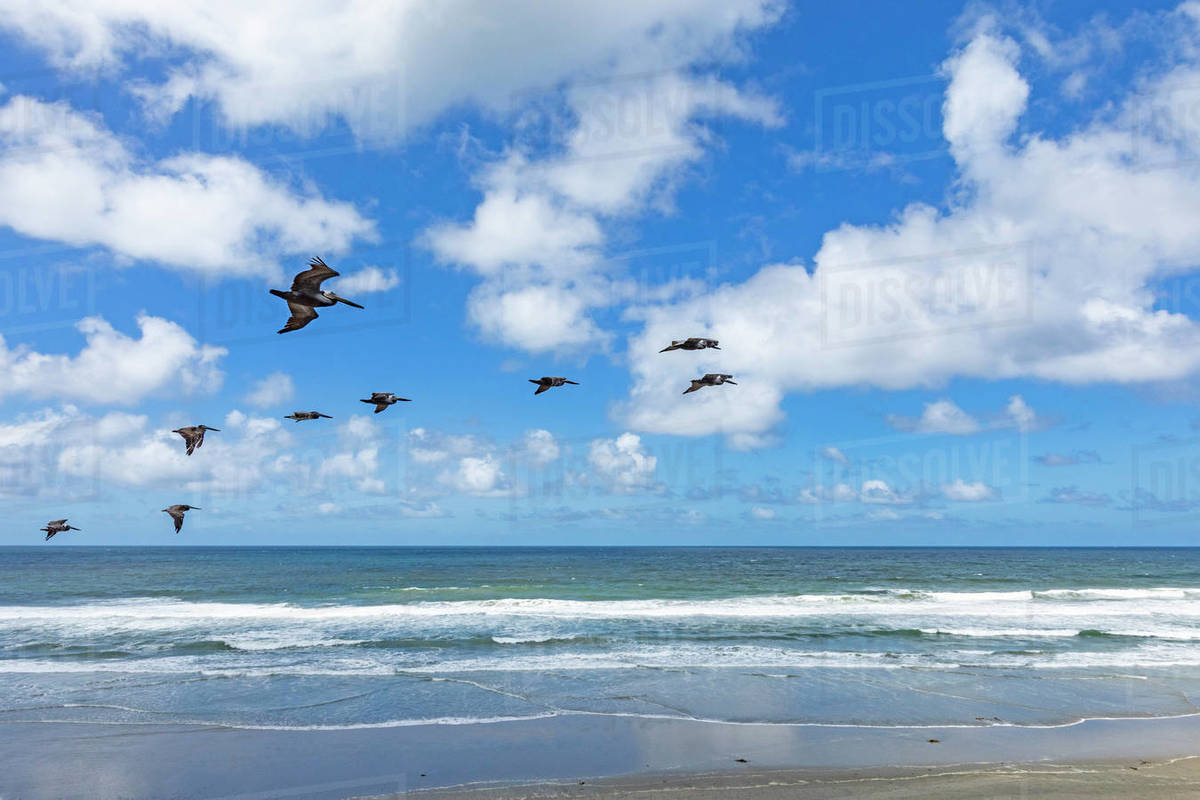 Flock of pelicans flying along beach - Stock Photo - Dissolve