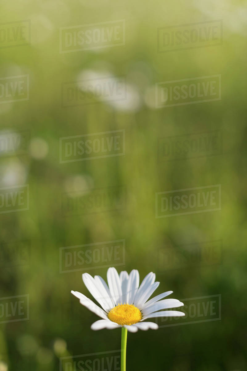 Focus on daisy flower - Royalty-free Stock Photo | Dissolve