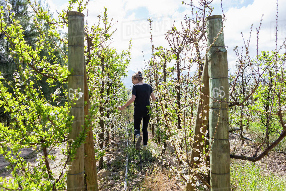 Teenage girl (16-17) walking between vines growing in vineyard ...