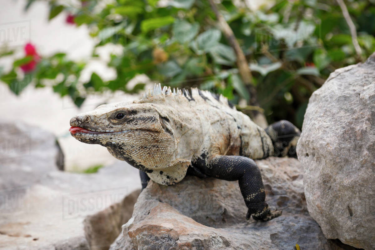 Iguana sitting on rock and warming itself in sunlight - Royalty-free ...