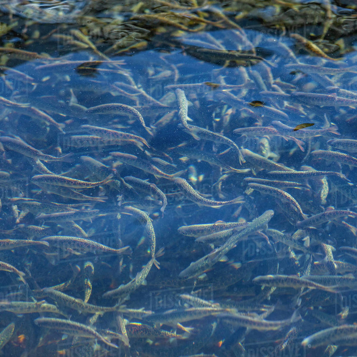 Immature trout in fish hatchery ponds - Stock Photo - Dissolve