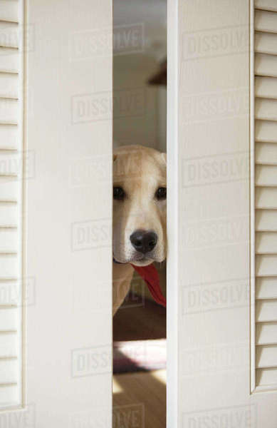 Labrador retriever puppy peeking through doors - Stock Photo - Dissolve