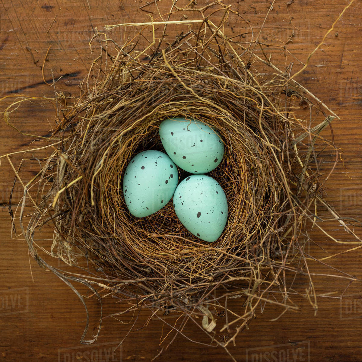 Three blue eggs in birds nest - Stock Photo - Dissolve