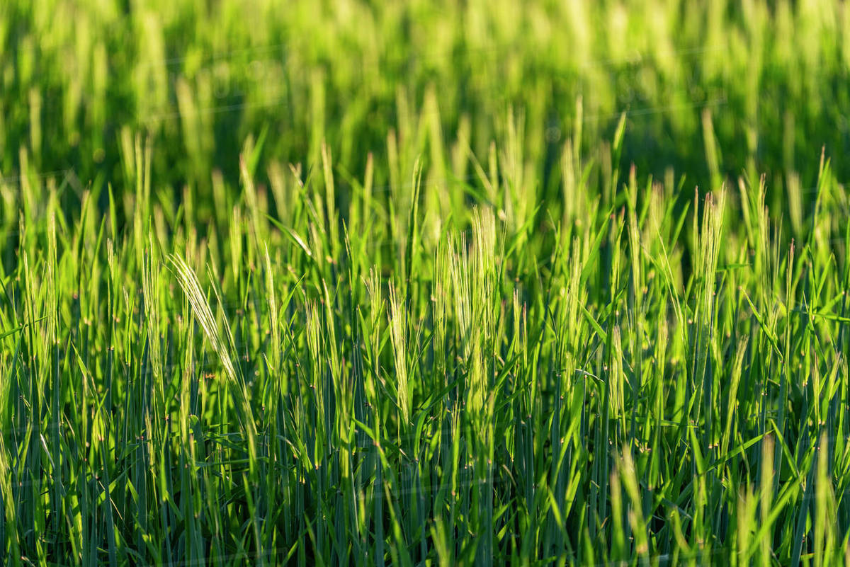 Full frame of grain crops before harvesting - Stock Photo - Dissolve