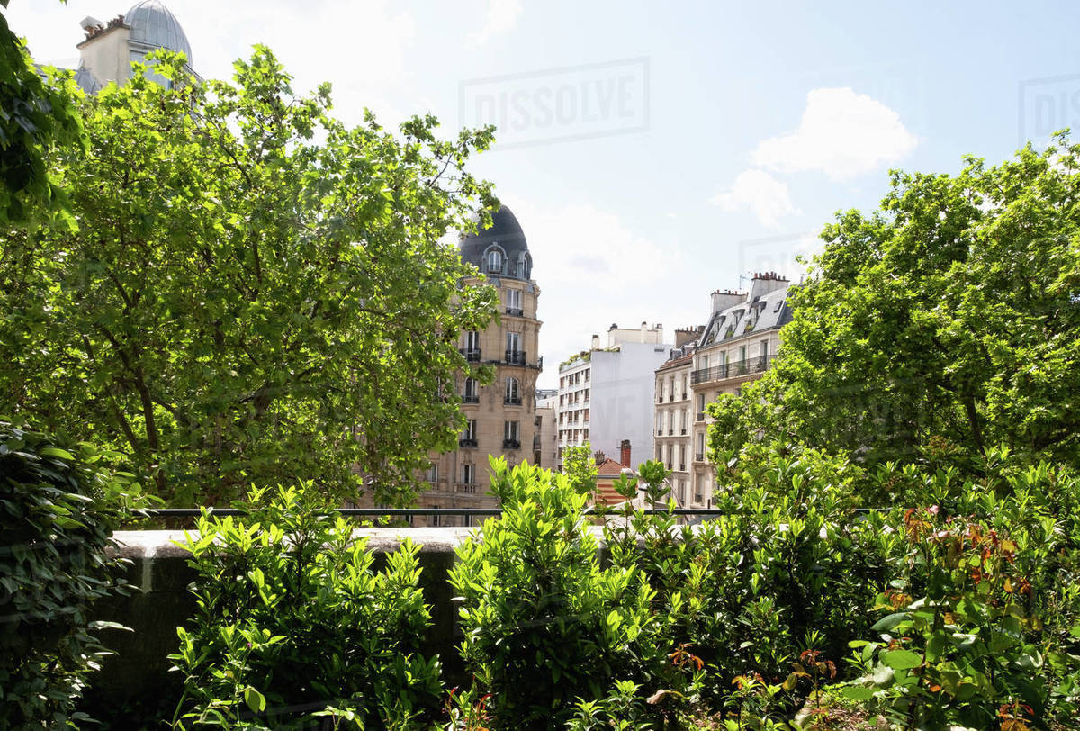 France, Paris, Lush trees in front of buildings in city - Royalty-free ...