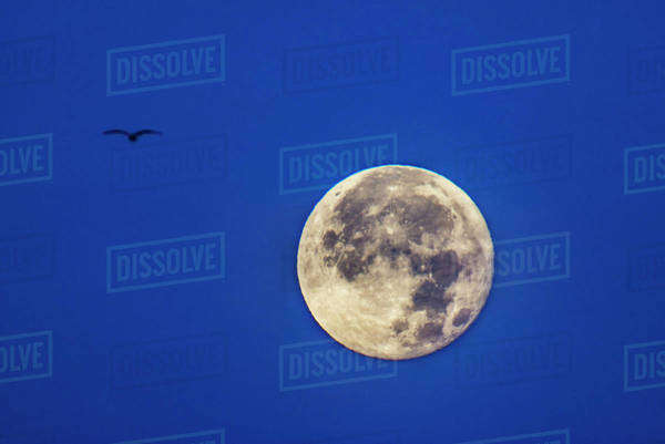 Full moon with silhouette of bird - Stock Photo - Dissolve