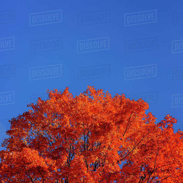 Tree against blue sky - Royalty-free Stock Photo | Dissolve