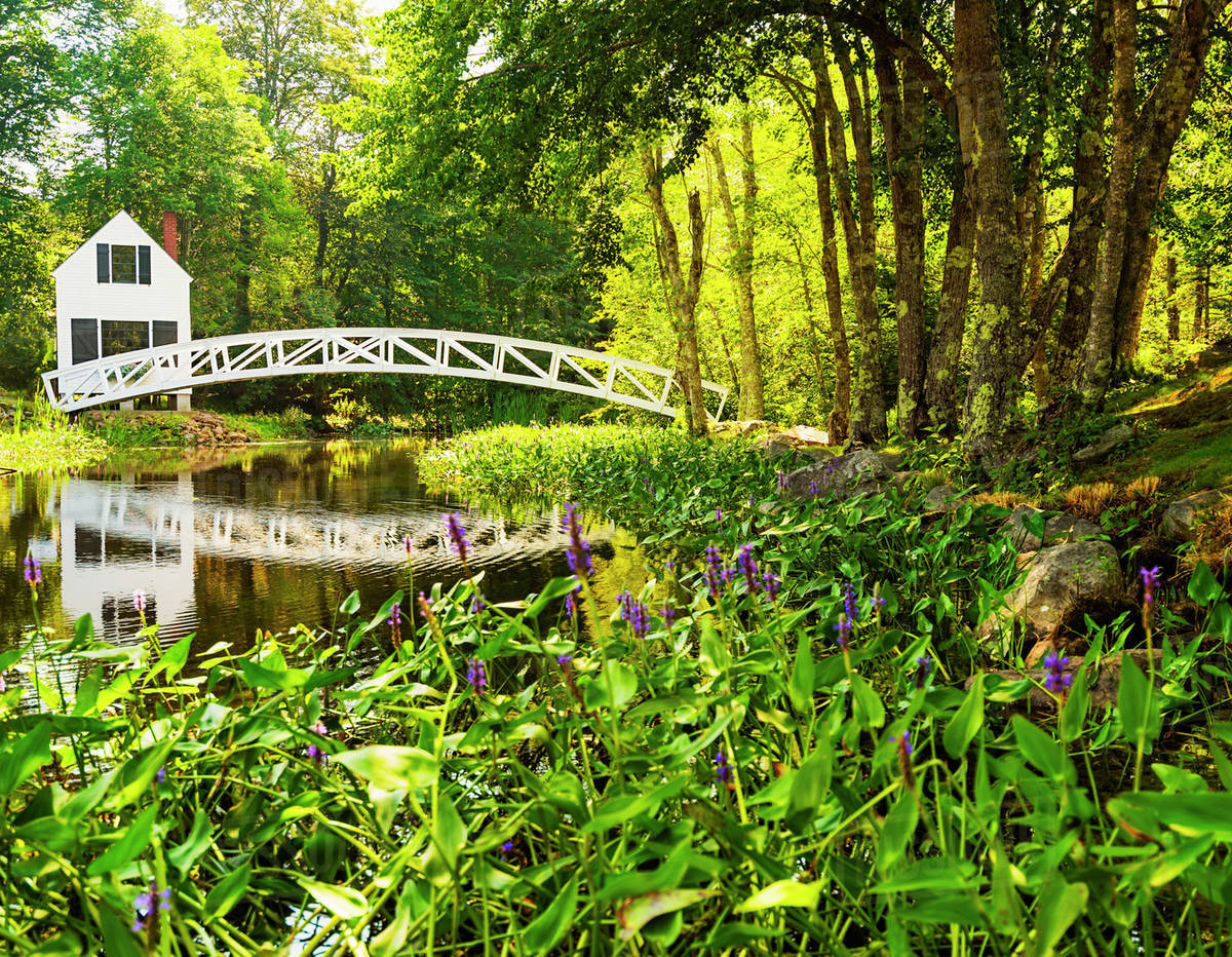 House and footbridge in green forest - Royalty-free Stock Photo | Dissolve