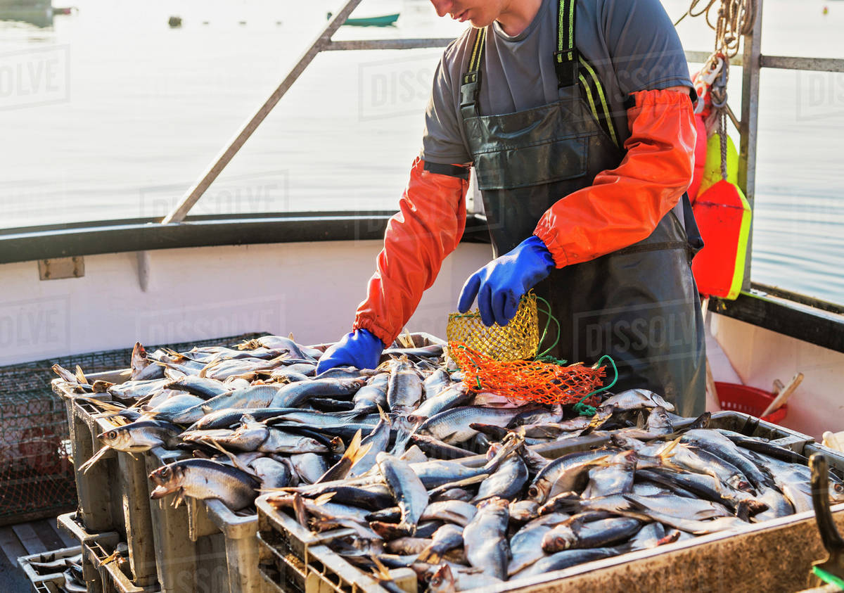 Fisherman packing fish - Royalty-free Stock Photo | Dissolve