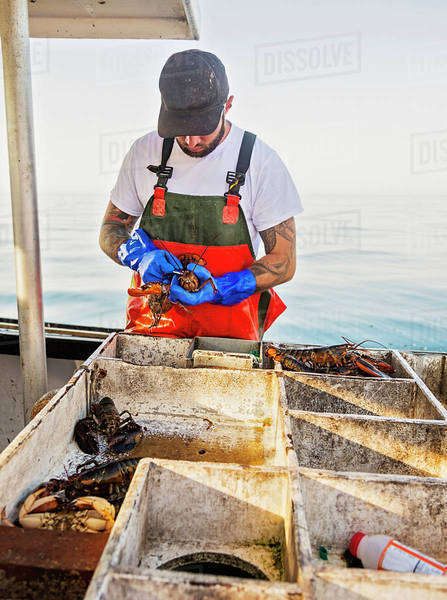 Fisherman measuring lobster - Royalty-free Stock Photo | Dissolve