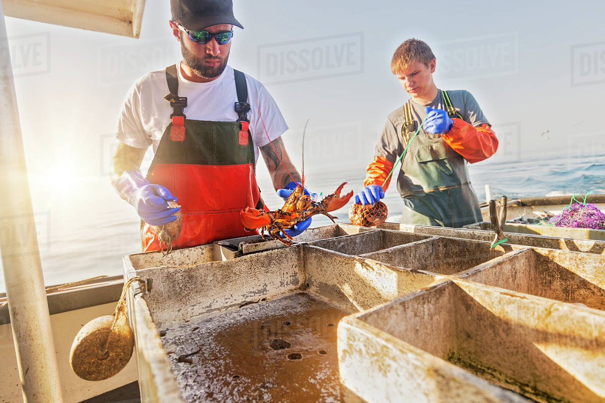 Fishermen measuring lobster - Royalty-free Stock Photo | Dissolve