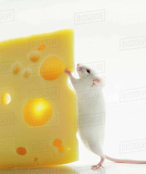 White mouse with cheese, studio shot - Royalty-free Stock Photo | Dissolve