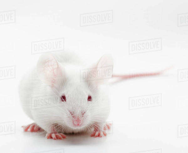 White mouse on white background, studio shot - Stock Photo - Dissolve