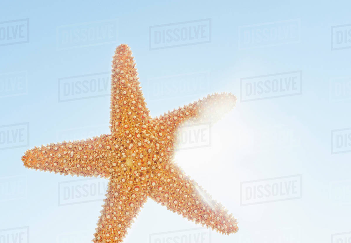 Mexico, Starfish against sky - Royalty-free Stock Photo | Dissolve