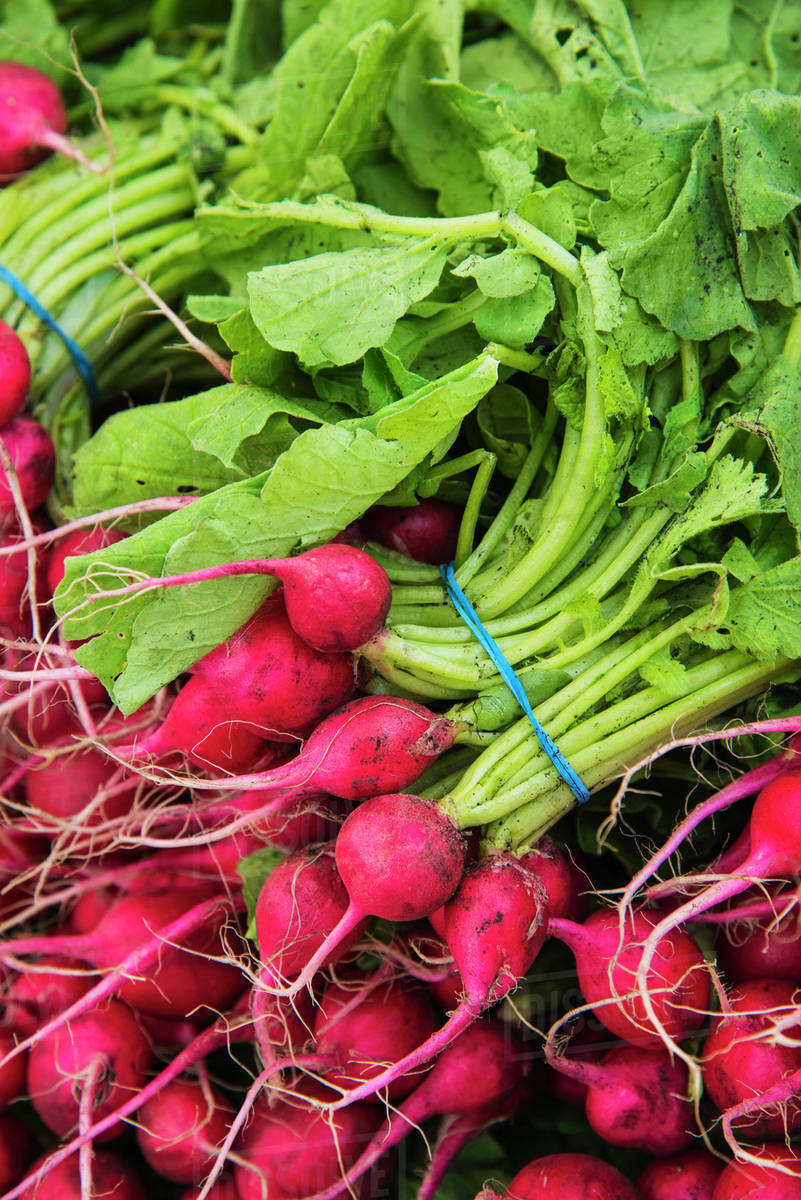 Bunches of radish - Royalty-free Stock Photo | Dissolve