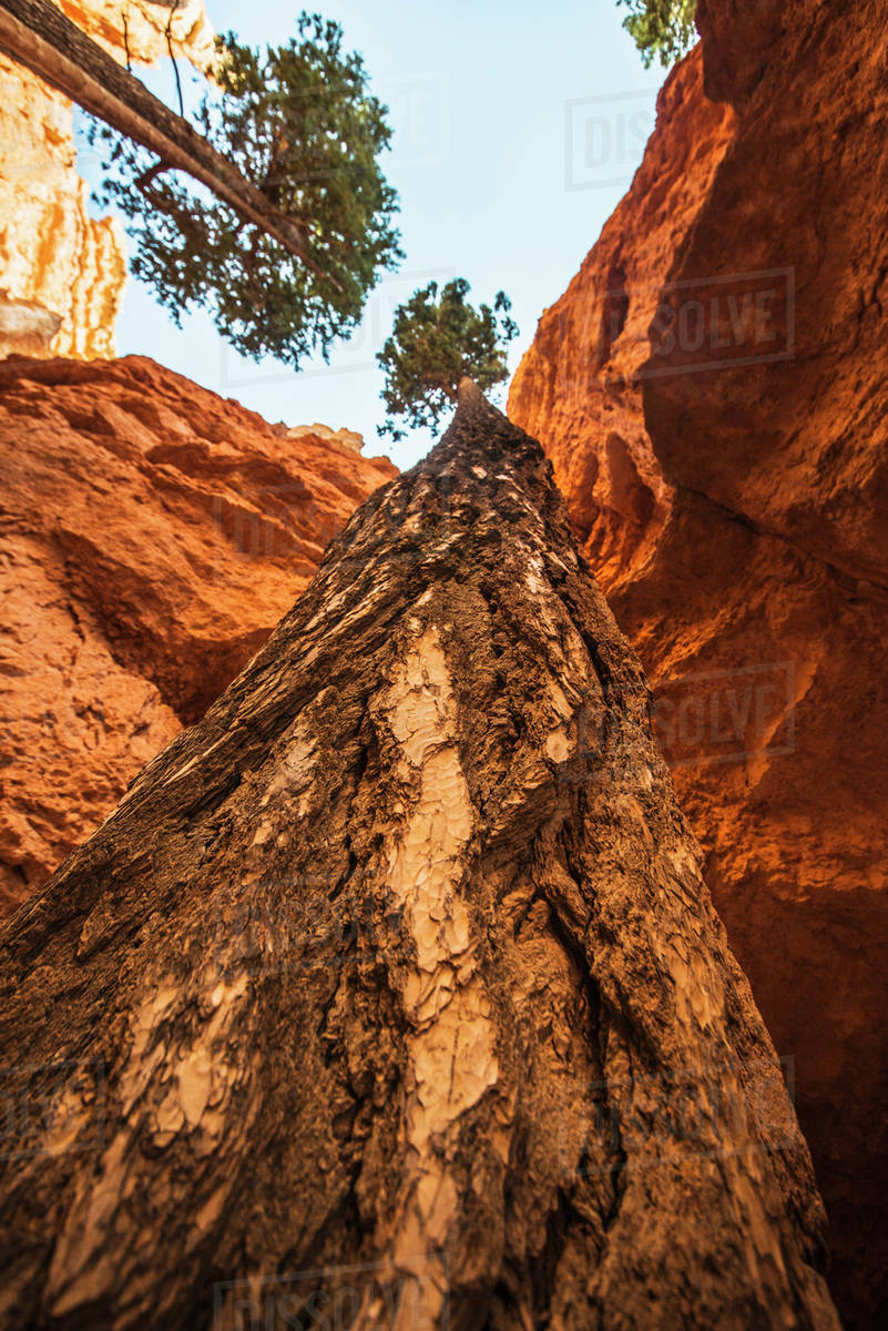 Navajo Loop Trail, Tall Douglas Fir trees - Royalty-free Stock Photo ...