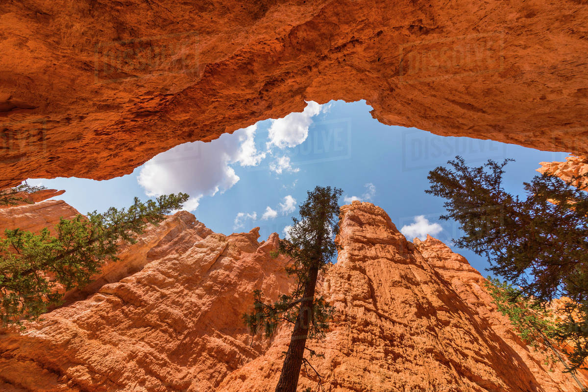 Navajo Loop Trail, Tall Pine trees - Stock Photo - Dissolve