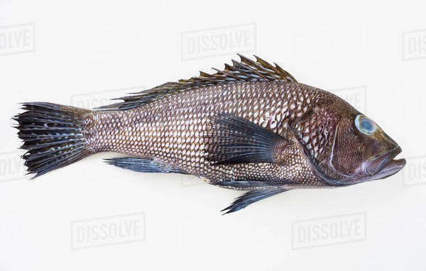 Bass fish, studio shot - Royalty-free Stock Photo | Dissolve