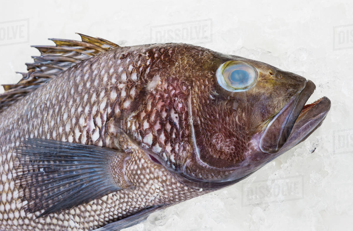 Bass fish, studio shot - Royalty-free Stock Photo | Dissolve