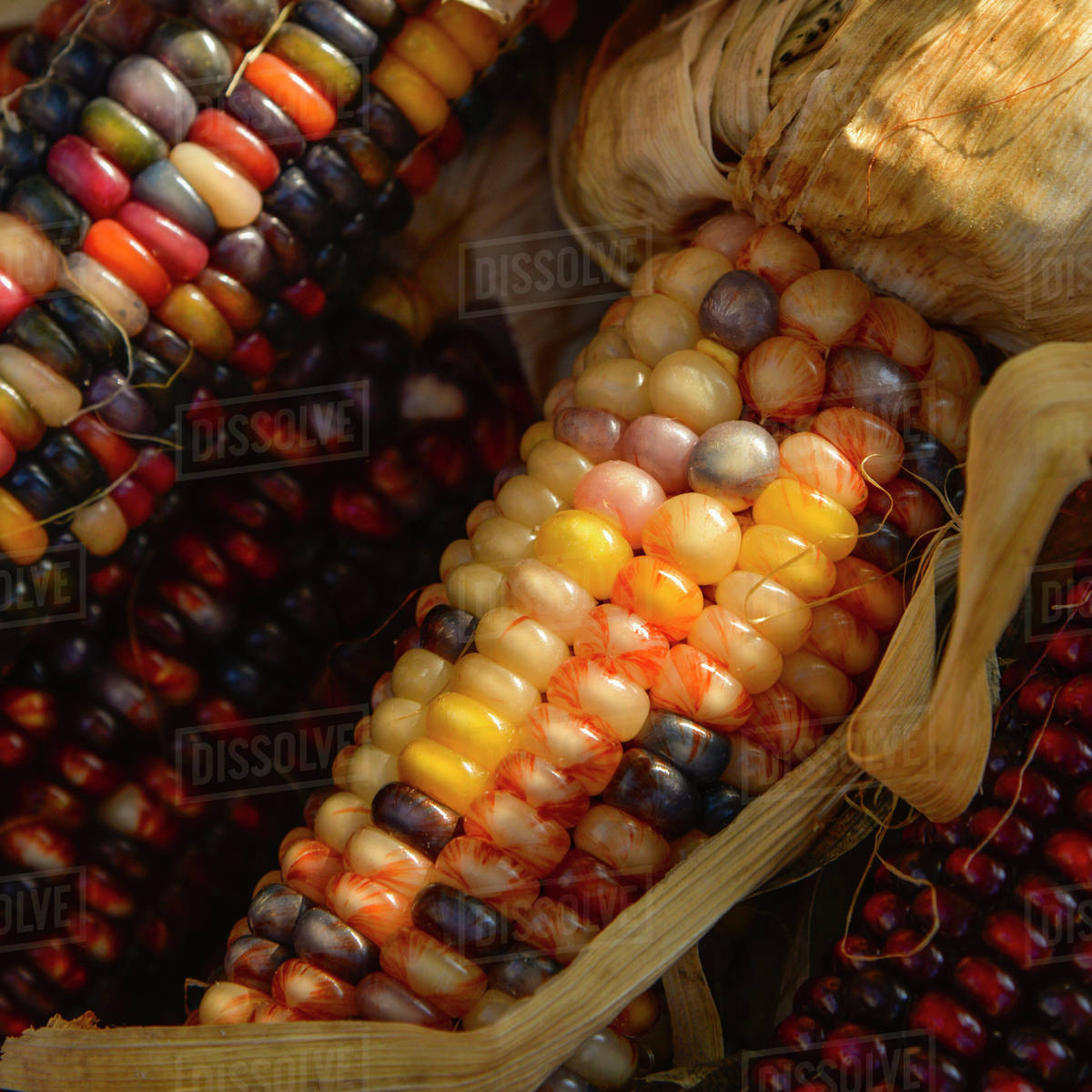 Seasonal indian corn - Stock Photo - Dissolve
