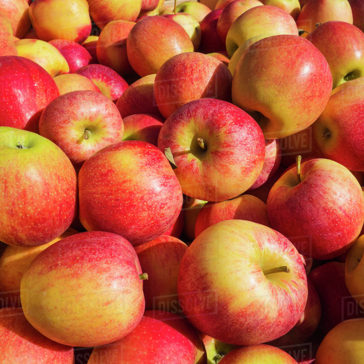 Heap of apples - Royalty-free Stock Photo | Dissolve