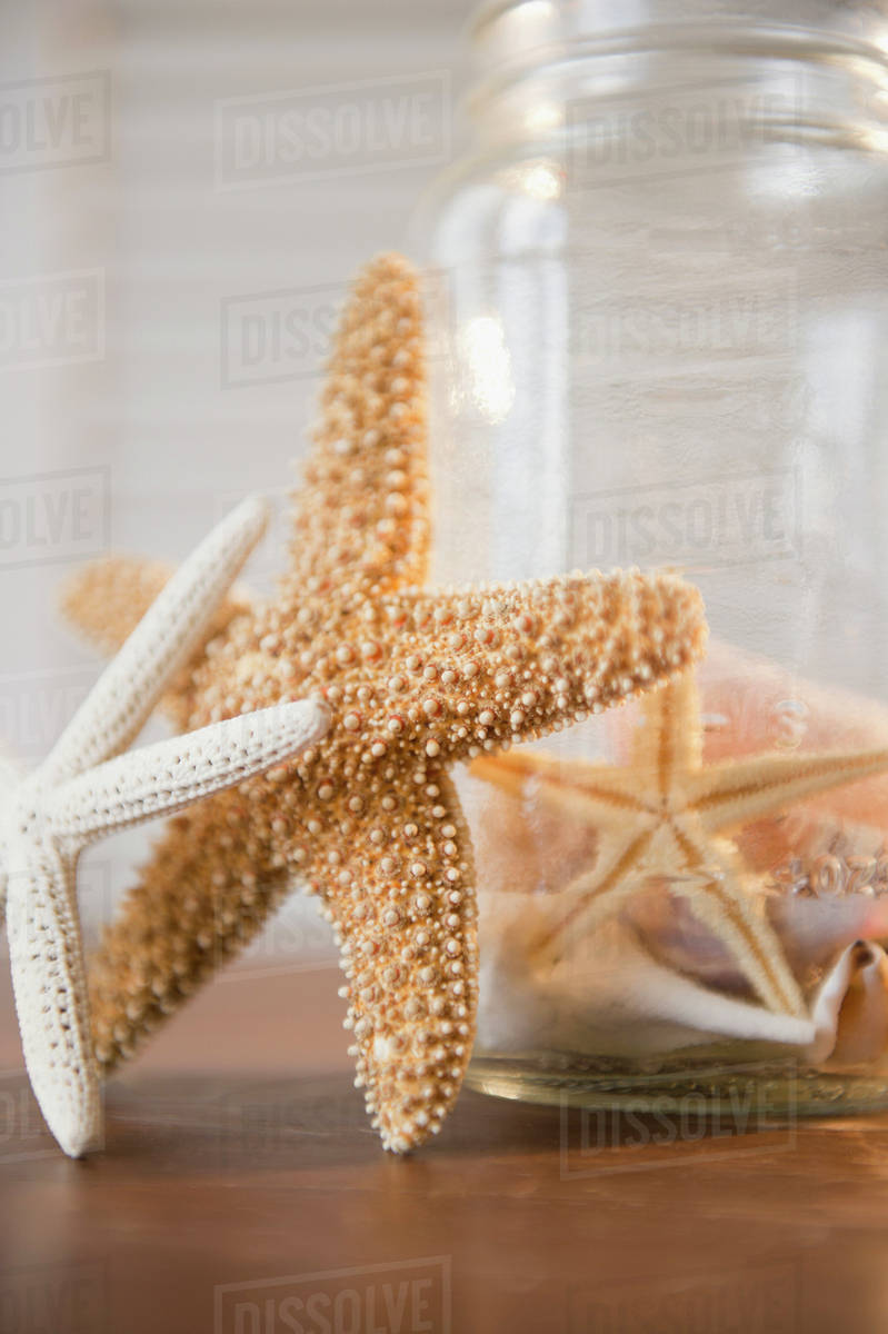 Studio Shot of dried starfish - Royalty-free Stock Photo | Dissolve
