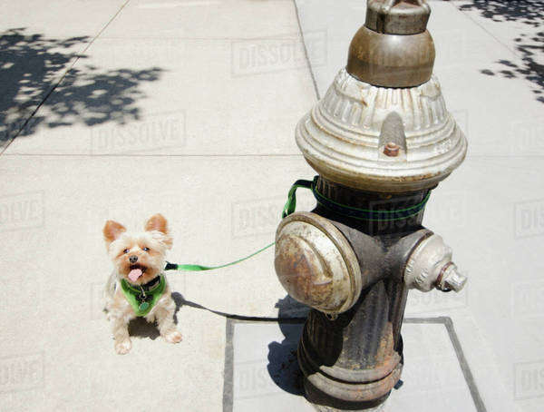 Yorkshire terrier tied to fire hydrant - Stock Photo - Dissolve