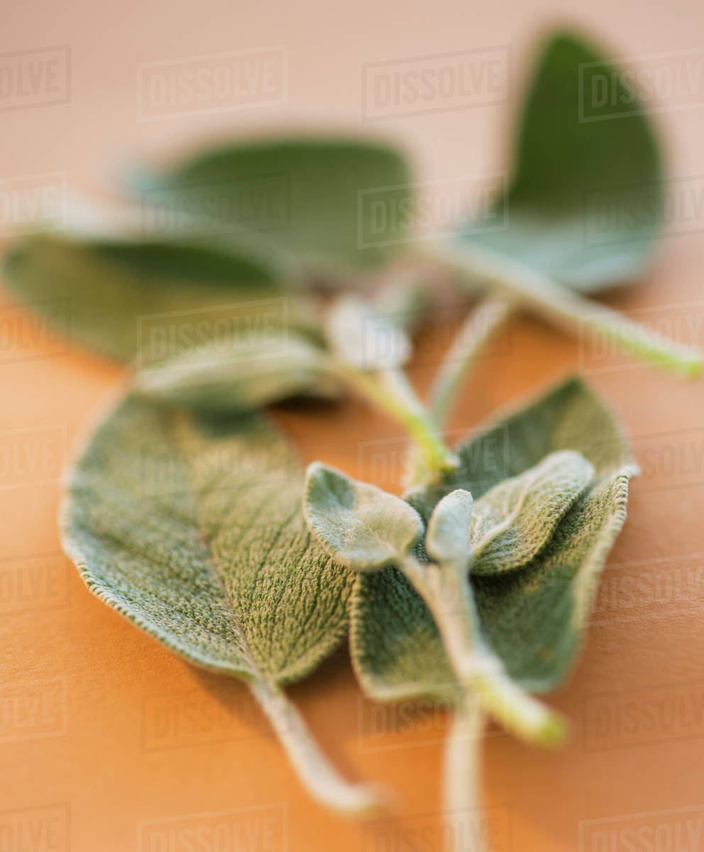 Studio shot of sage - Royalty-free Stock Photo | Dissolve