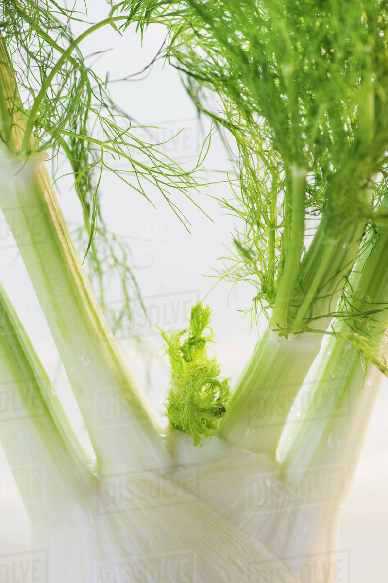 Studio Shot of fennel - Stock Photo - Dissolve