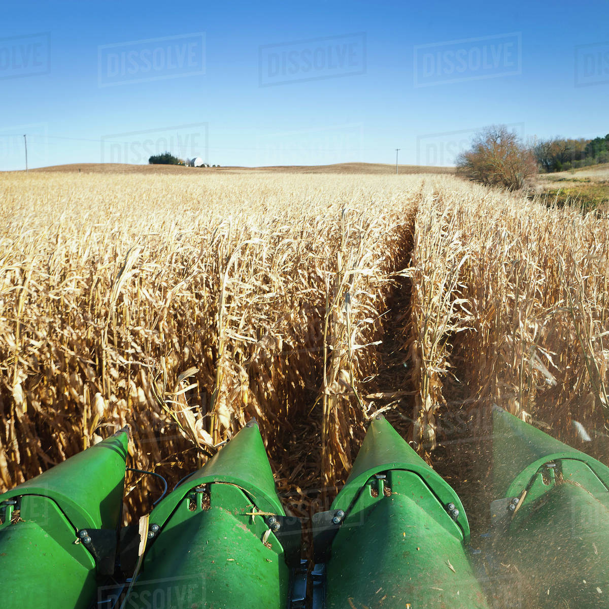 USA, Iowa, Latimer, Combine harvester harvesting corn - Royalty-free ...