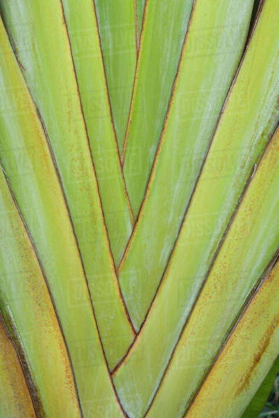 Palm tree leaves structure - Royalty-free Stock Photo | Dissolve