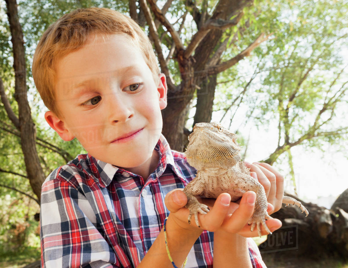 Little boy (6-7) looking curiously at a lizard that he is holding ...