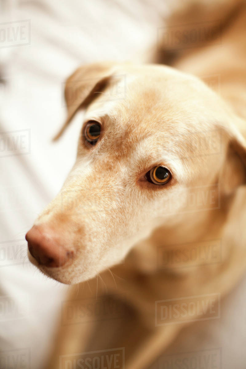 Portrait of beige dog - Royalty-free Stock Photo | Dissolve