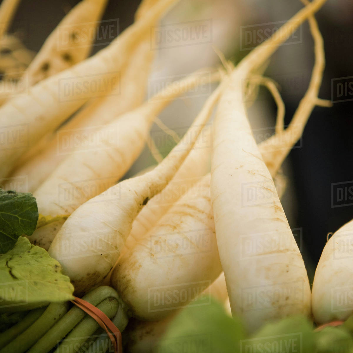 Fresh radish - Royalty-free Stock Photo | Dissolve