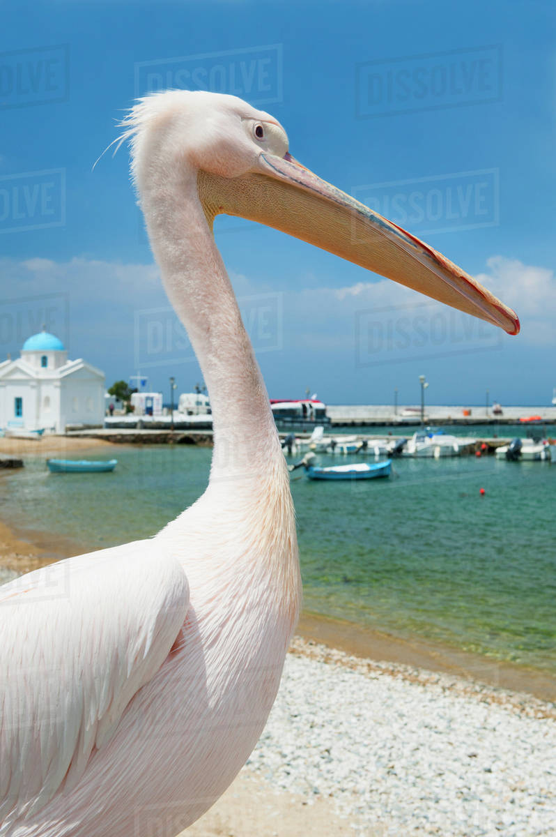 Greece, Cyclades Islands, Mykonos, Pelican on beach at harbor - Royalty ...