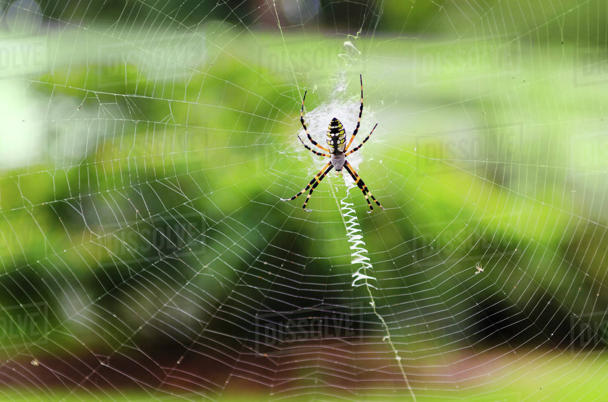 Close up of Argiope Spider on spider web - Royalty-free Stock Photo ...
