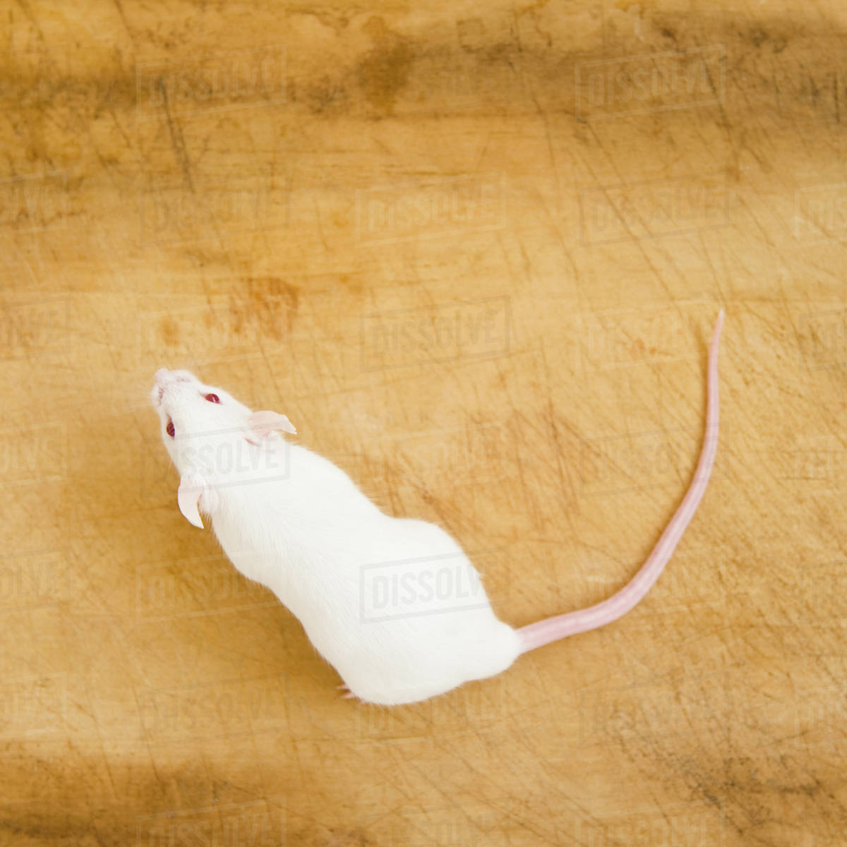 Studio shot of white mouse - Royalty-free Stock Photo | Dissolve